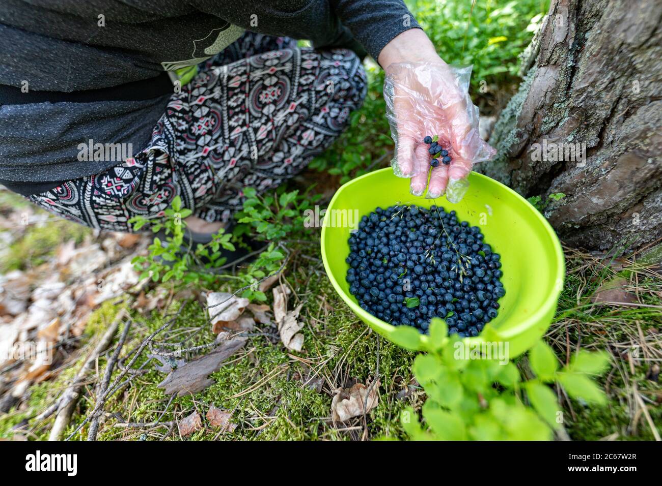 Collecting forest berries in the forest. Harvesting fruit in the forest ...
