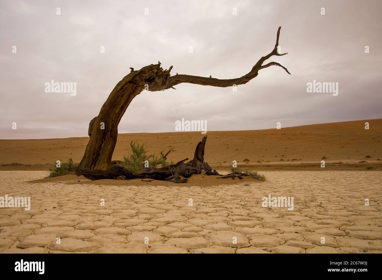 Namib Desert Trekking High Resolution Stock Photography and Images - Alamy
