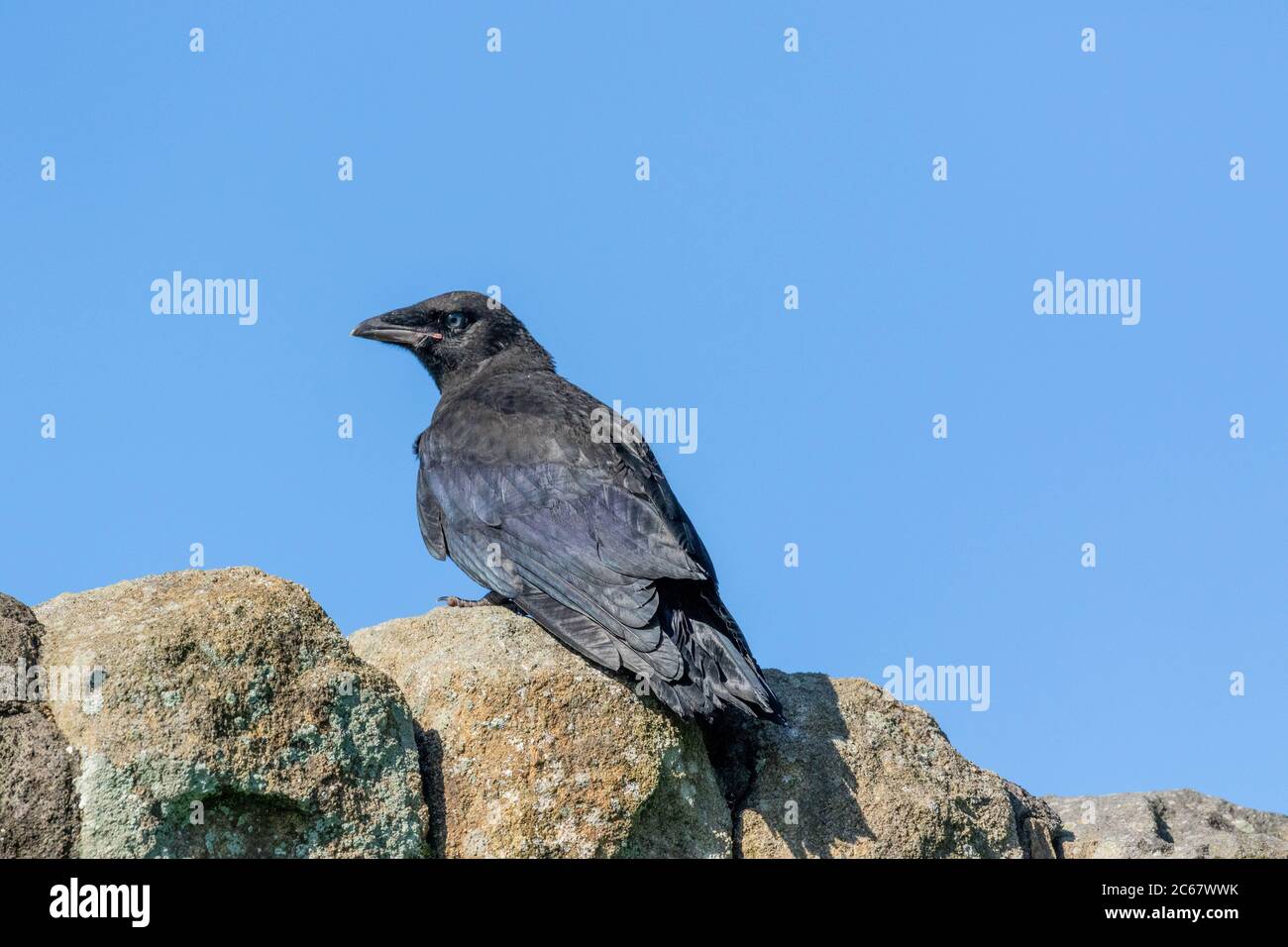 Large bird on a dry stone wall hi-res stock photography and images - Alamy