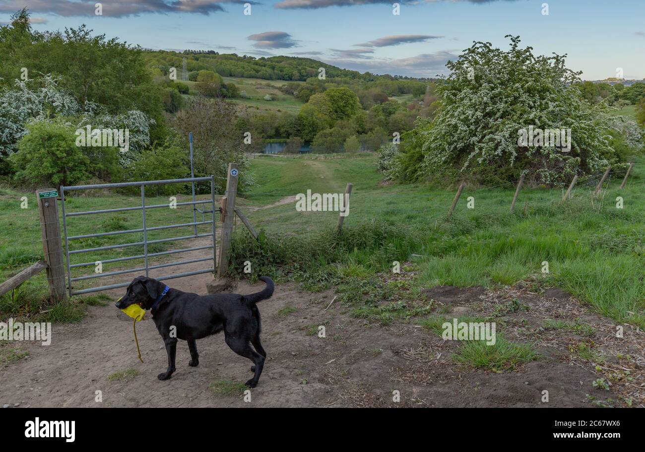 Yorkshire landscape with a labrador hi-res stock photography and images ...