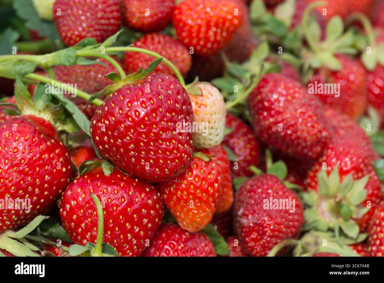 Group of strawberry. Strawberries with strawberry leaf. Fresh ...