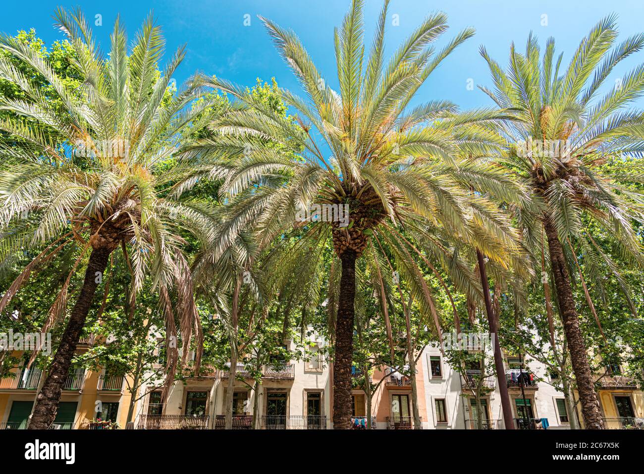 Exotic Architecture And Tropical Street Palm Trees Downtown Barcelona ...