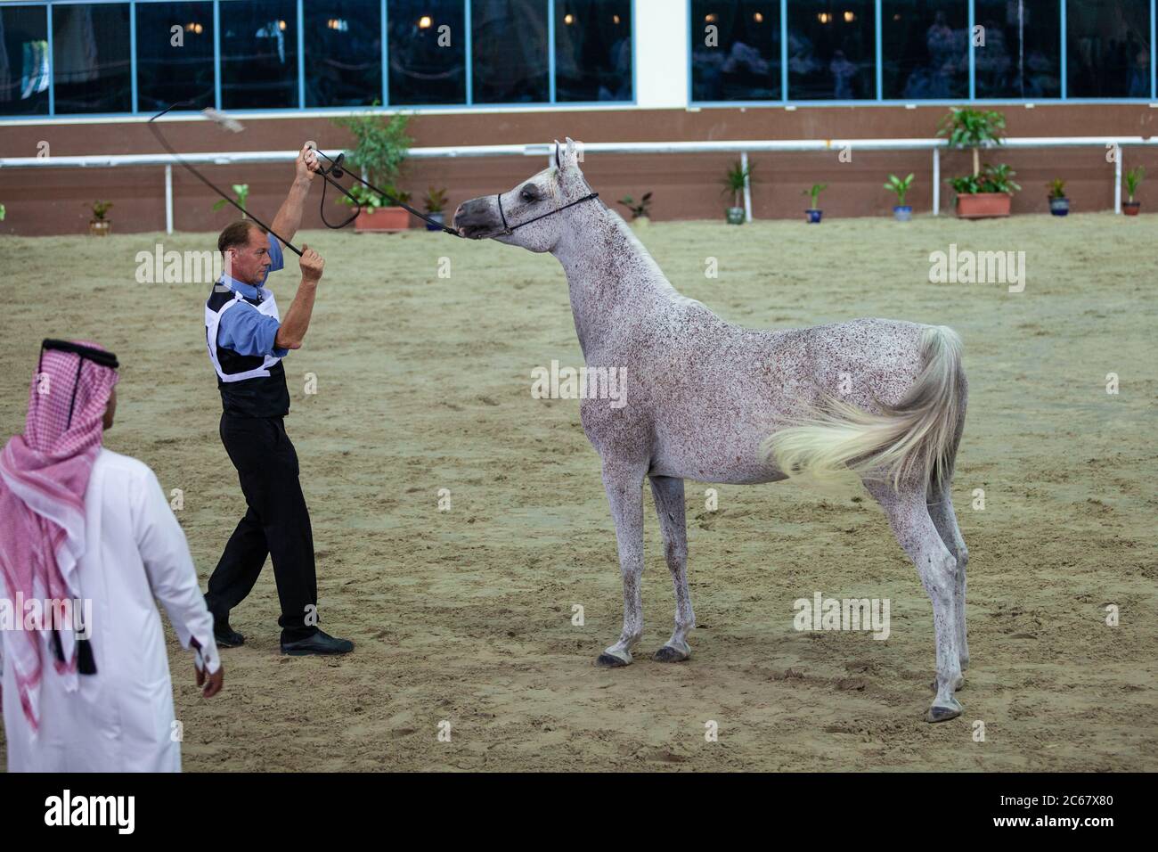 Arabian Horse Show at Qatar Equestrian Federation, Doha. Arabian Horses ...
