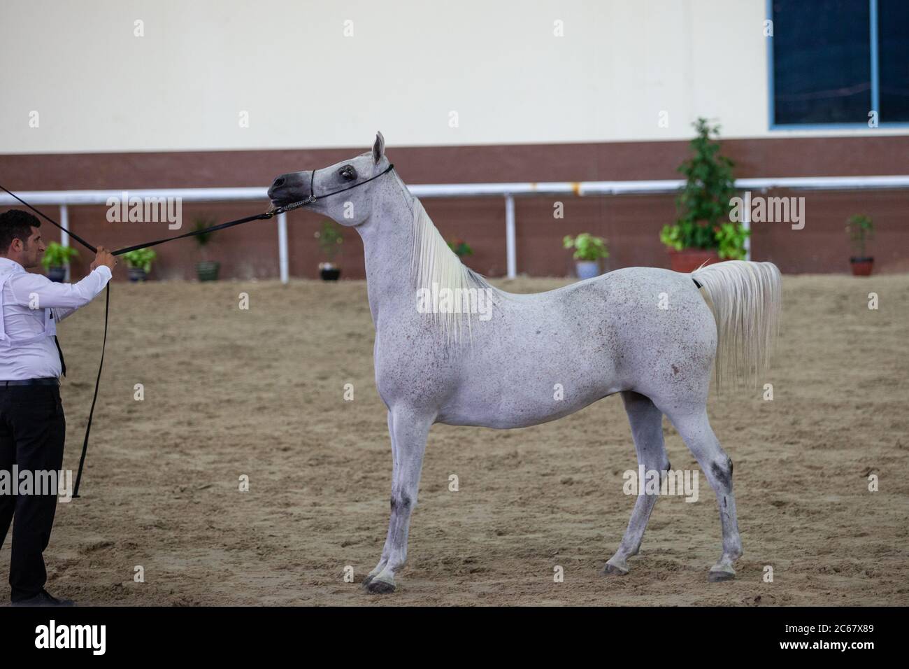 Arabian Horse Show at Qatar Equestrian Federation, Doha. Arabian Horses ...