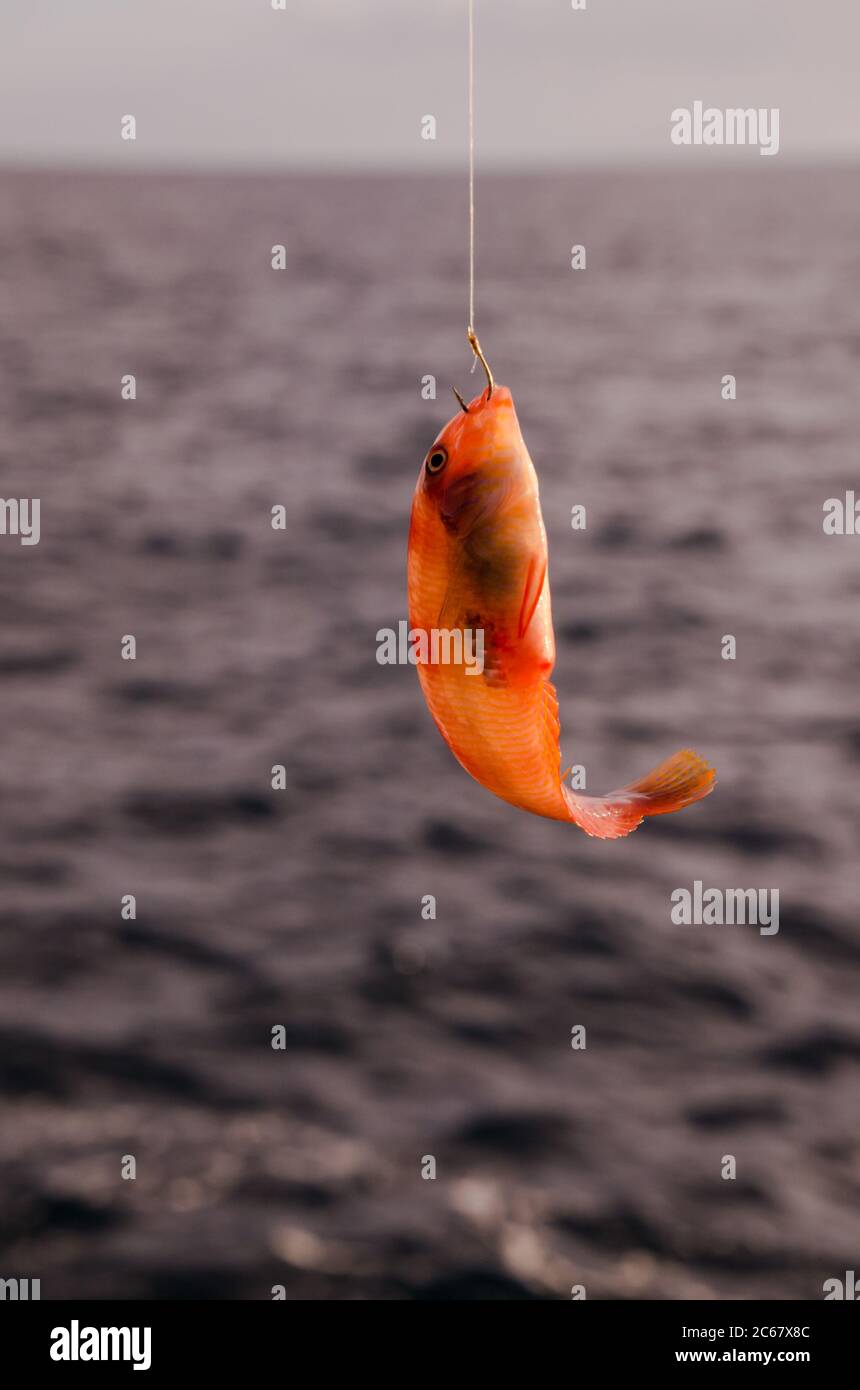 One Sea Fish Hooked over the Blue Atlantic Ocean Stock Photo - Alamy
