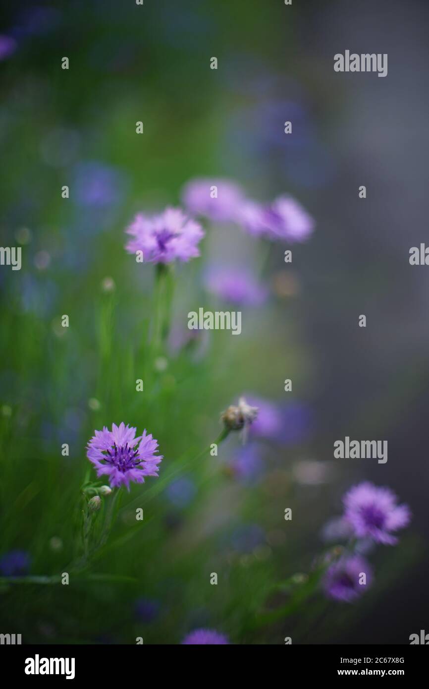 Purple corn growing hi-res stock photography and images - Alamy