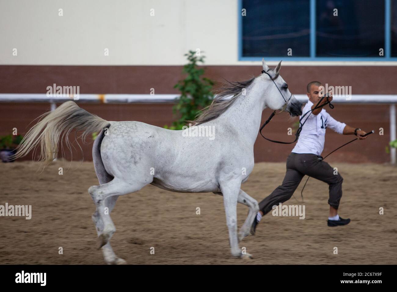 Arabian Horse Show at Qatar Equestrian Federation, Doha. Arabian Horses ...