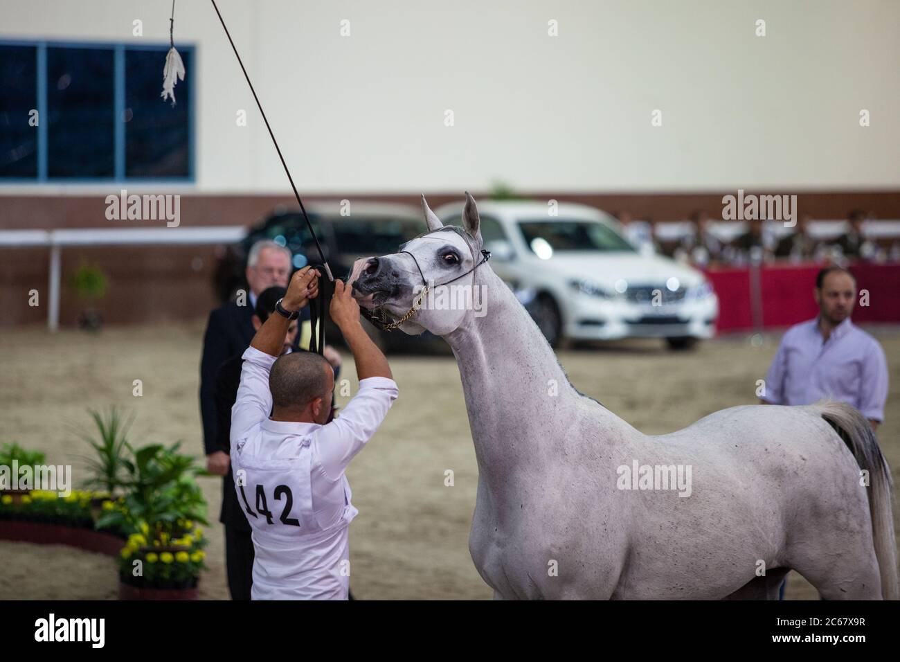 Arabian Horse Show at Qatar Equestrian Federation, Doha. Arabian Horses ...