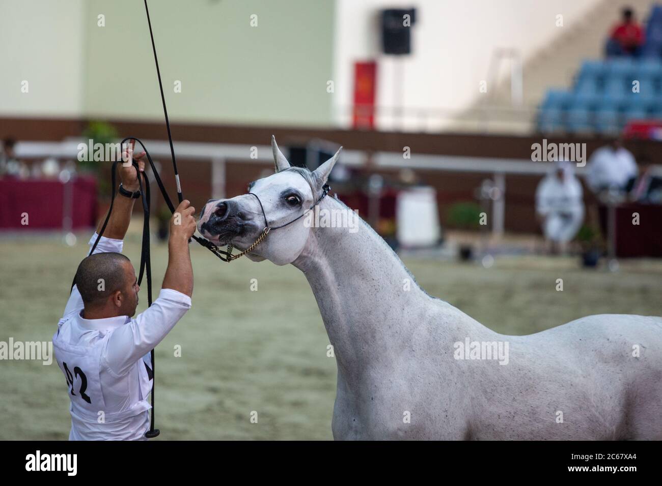 Parading arabian horse hi-res stock photography and images - Alamy