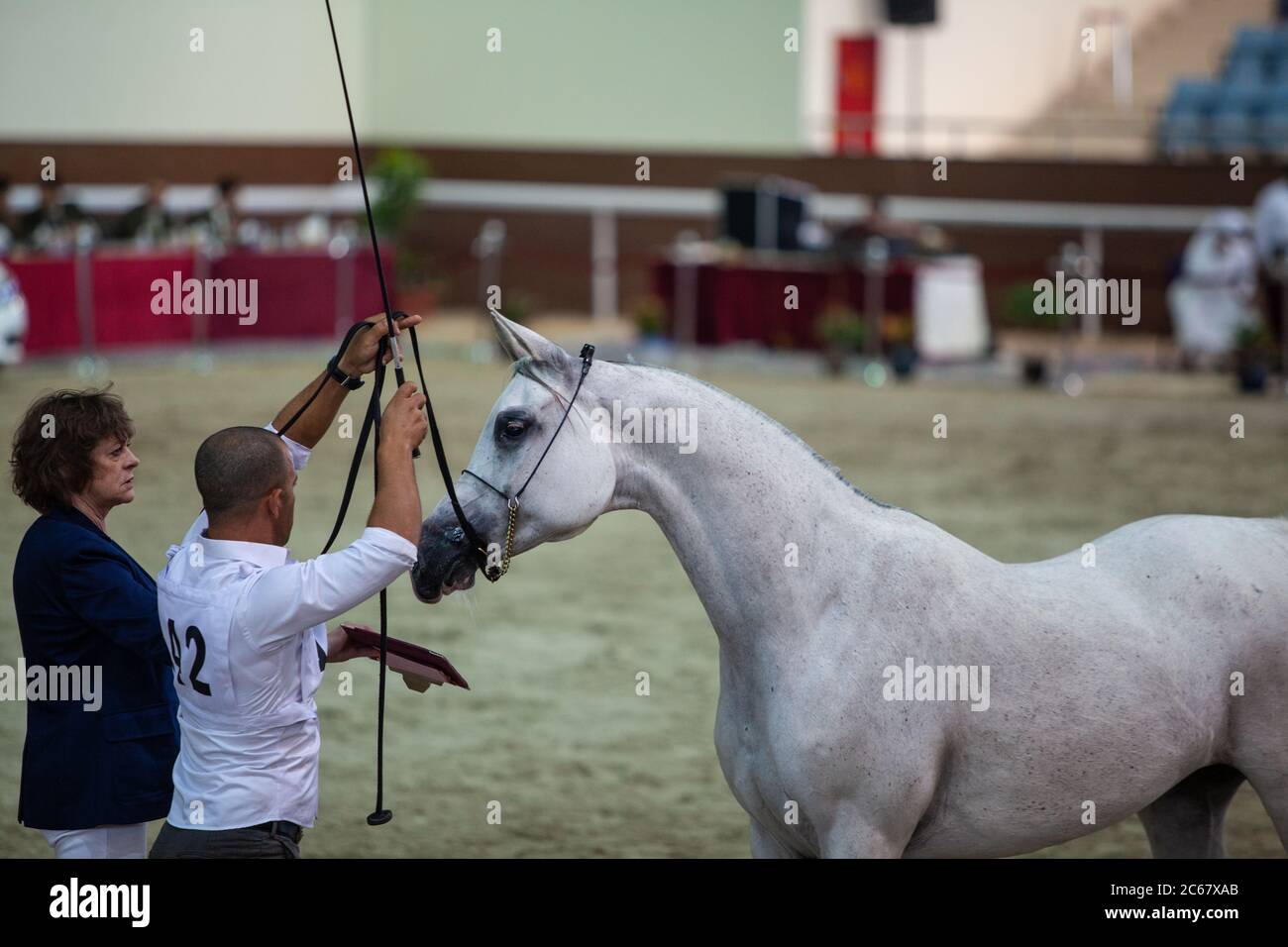 Arabian Horse Show at Qatar Equestrian Federation, Doha. Arabian Horses ...