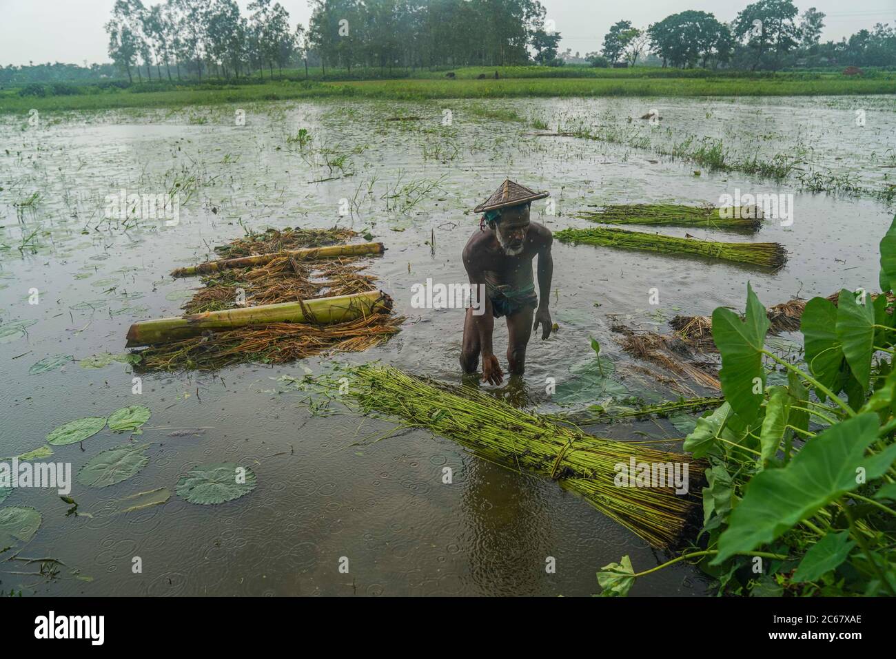 Dhaka, Dhaka, Bangladesh. 6th July, 2020. Bangladeshi farmers busy to processing jute in Dhamrai ...