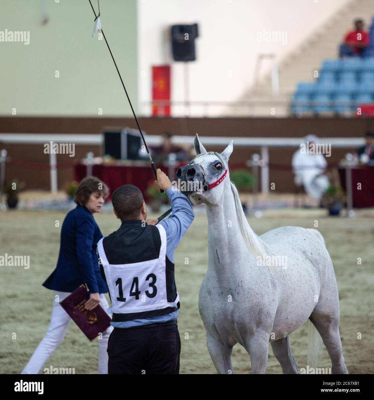 Arabian Horse Show at Qatar Equestrian Federation, Doha. Arabian Horses ...
