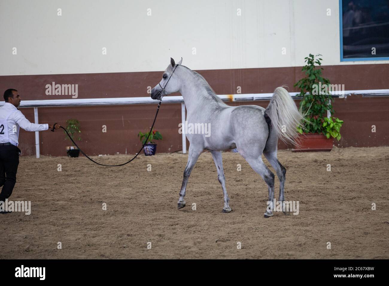 Parading arabian horse hi-res stock photography and images - Alamy