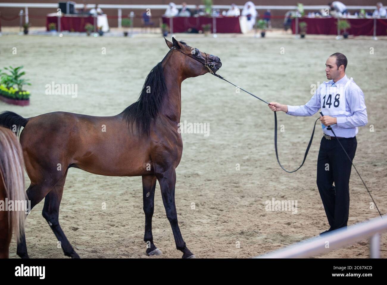 Parading arabian horse hi-res stock photography and images - Alamy