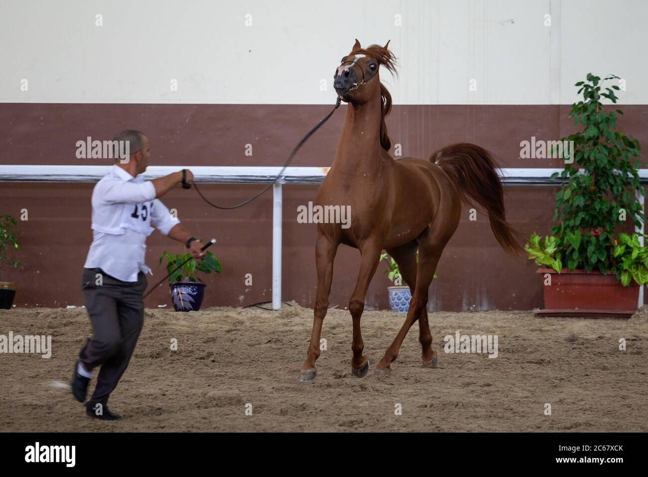 Arabian Horse Show at Qatar Equestrian Federation, Doha. Arabian Horses ...