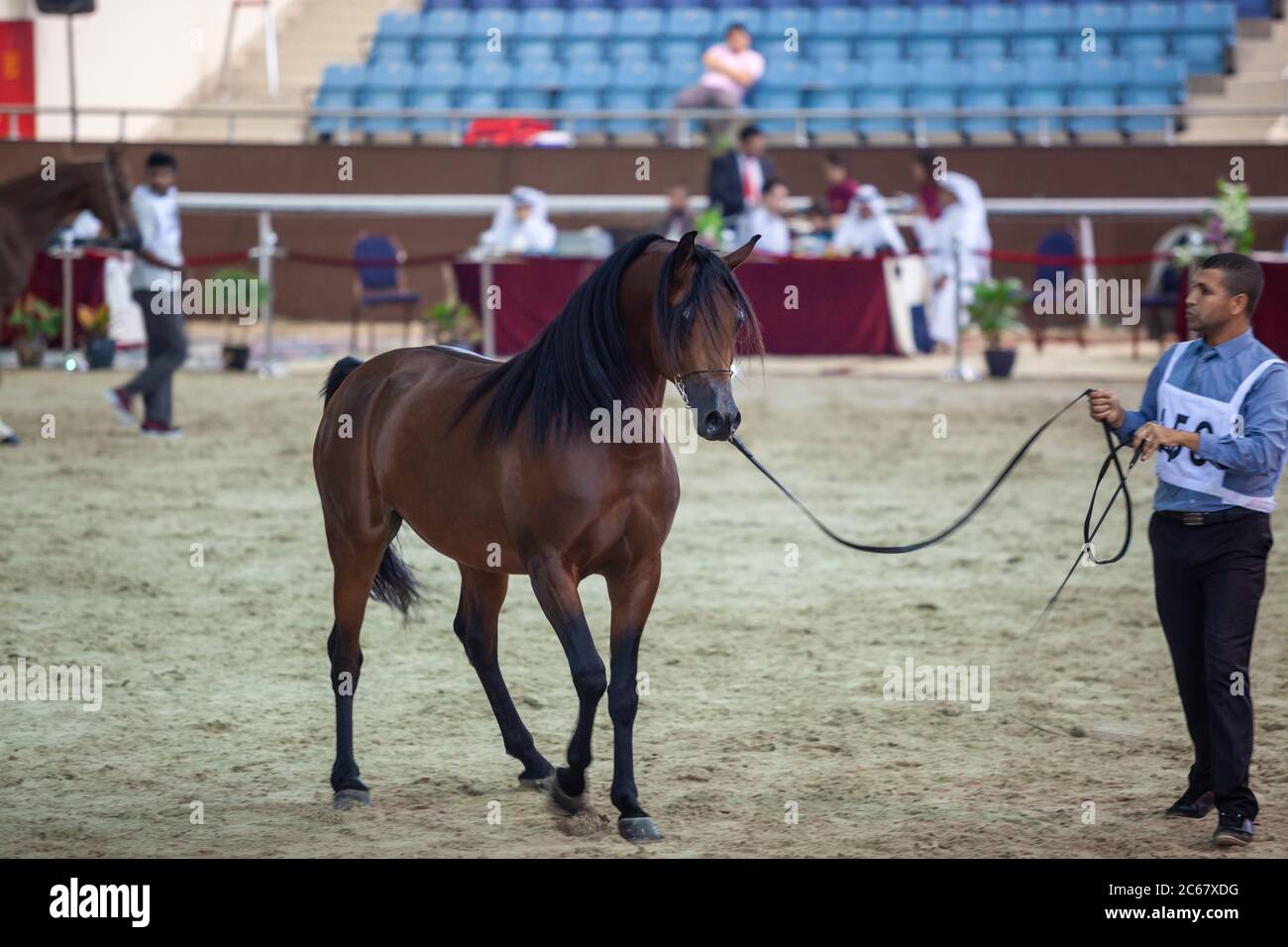 Arabian Horse Show at Qatar Equestrian Federation, Doha. Arabian Horses ...