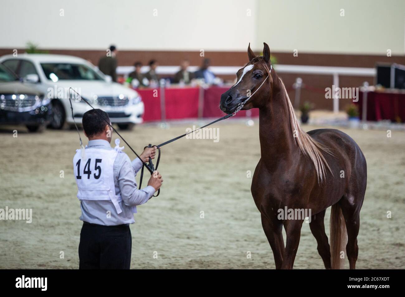 Parading arabian horse hi-res stock photography and images - Alamy