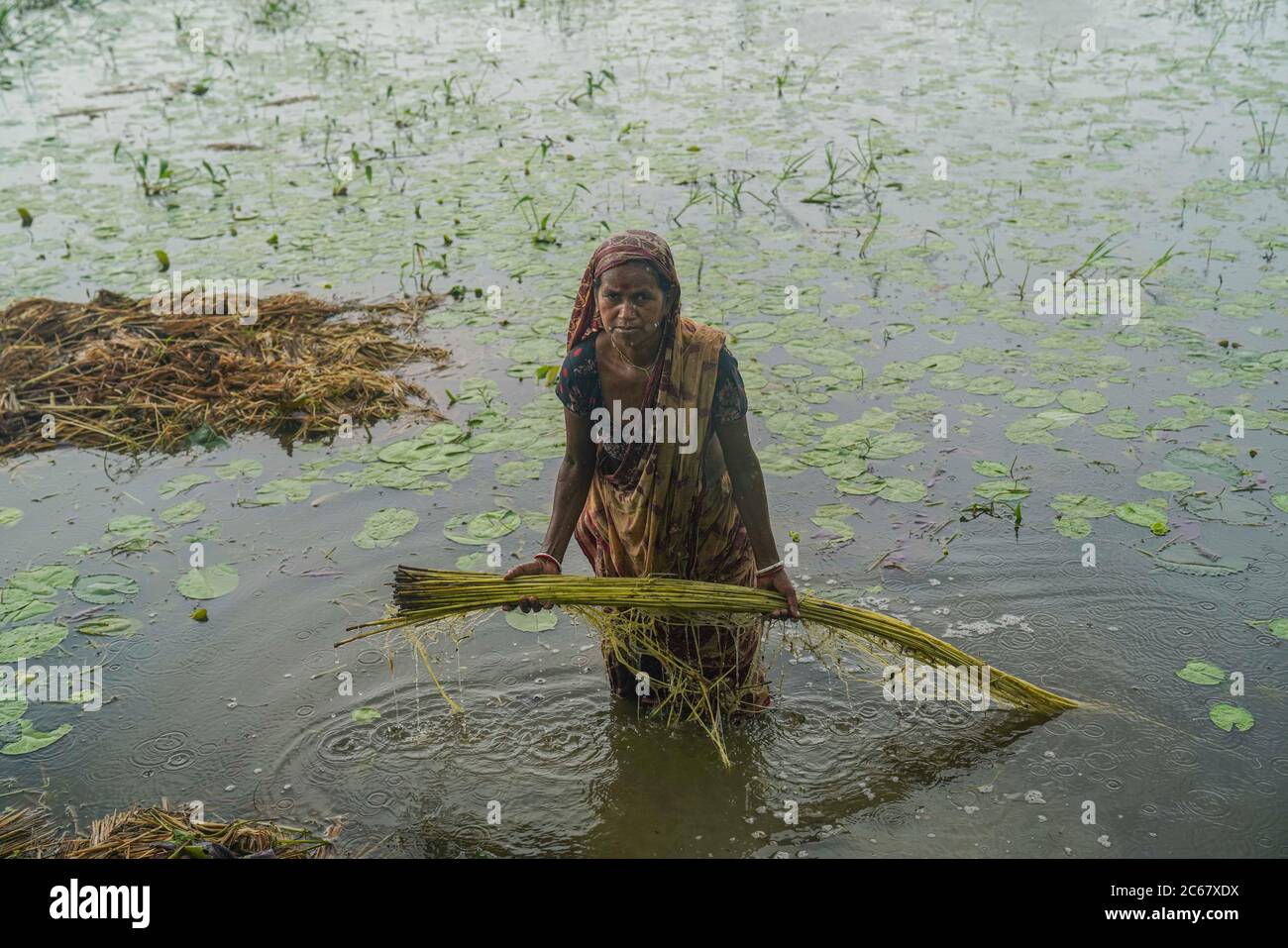Dhaka, Dhaka, Bangladesh. 6th July, 2020. Bangladeshi farmers busy to processing jute in Dhamrai ...