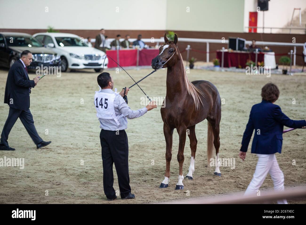 Arabian Horse Show at Qatar Equestrian Federation, Doha. Arabian Horses ...
