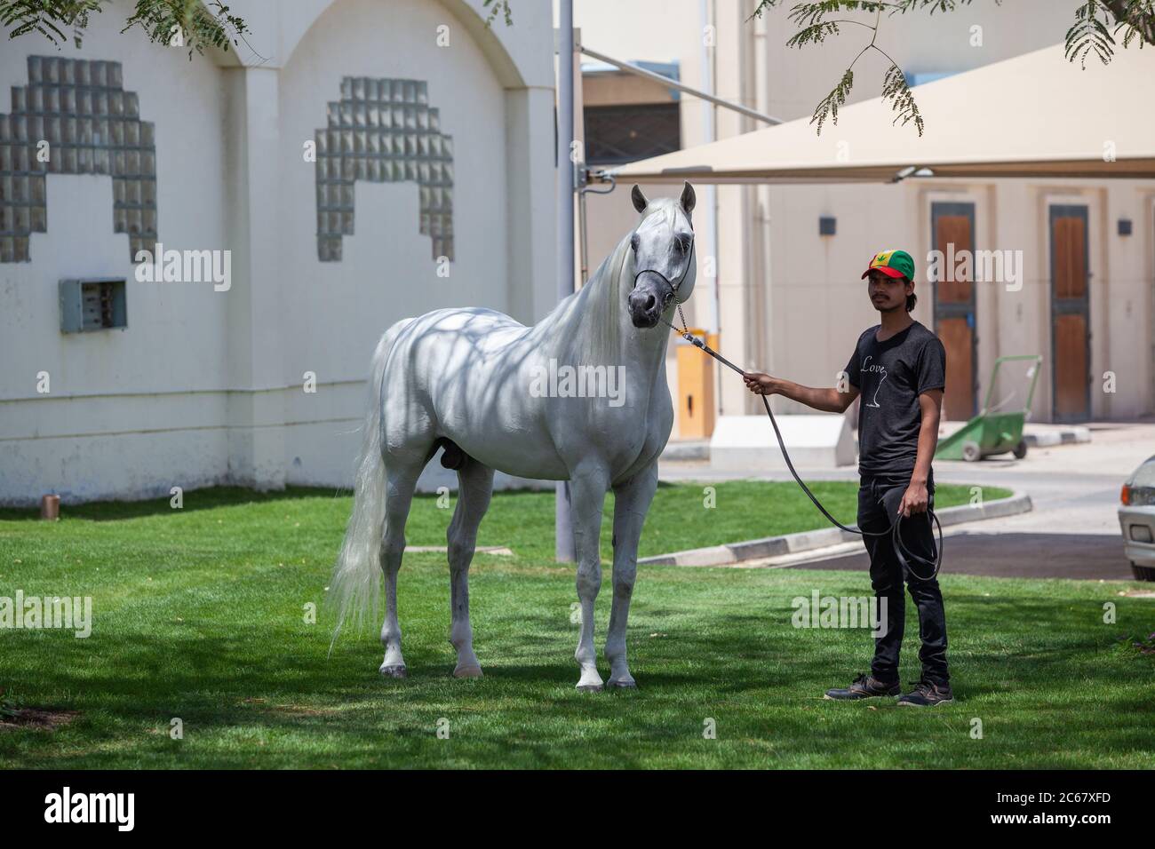 Arabian horse stallion in hi-res stock photography and images - Alamy