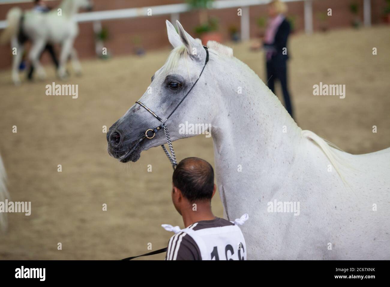 Arabian Horse Show at Qatar Equestrian Federation, Doha. Arabian Horses ...