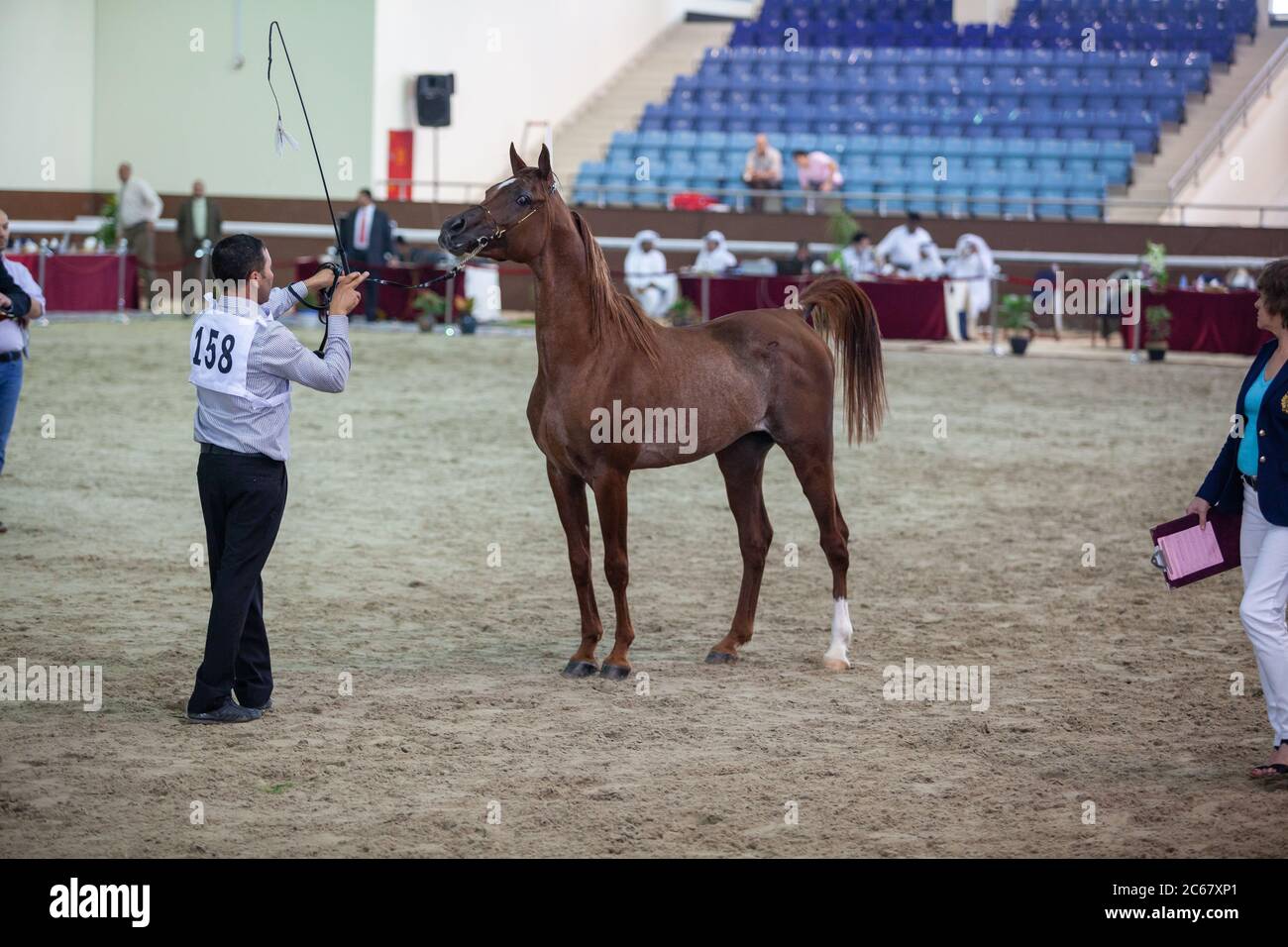 Parading arabian horse hi-res stock photography and images - Alamy