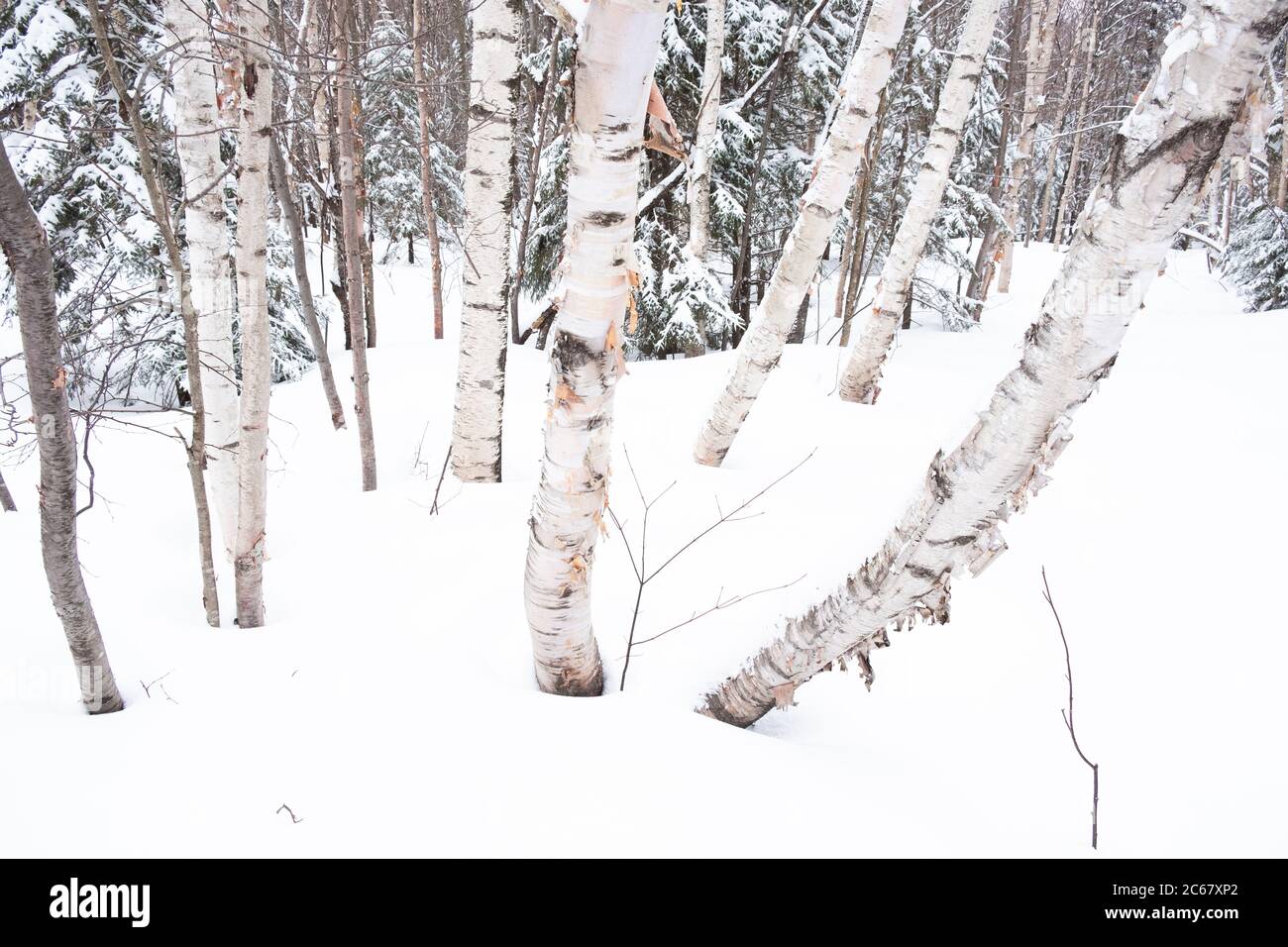 White birch trees in snow, Trapp Family Lodge cross-country ski center ...
