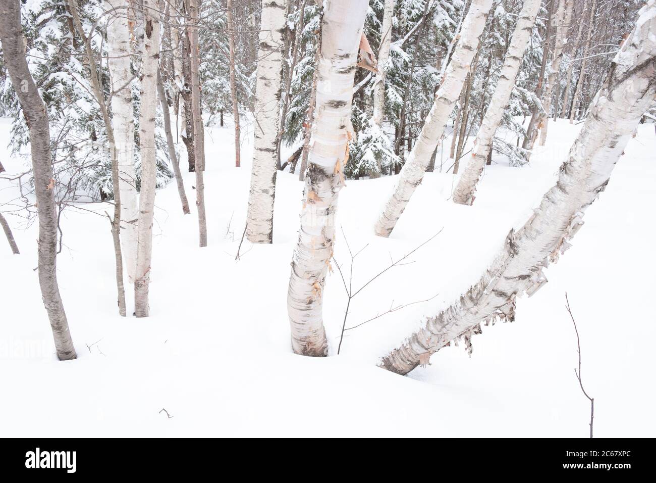 Birch trees snow hi-res stock photography and images - Alamy