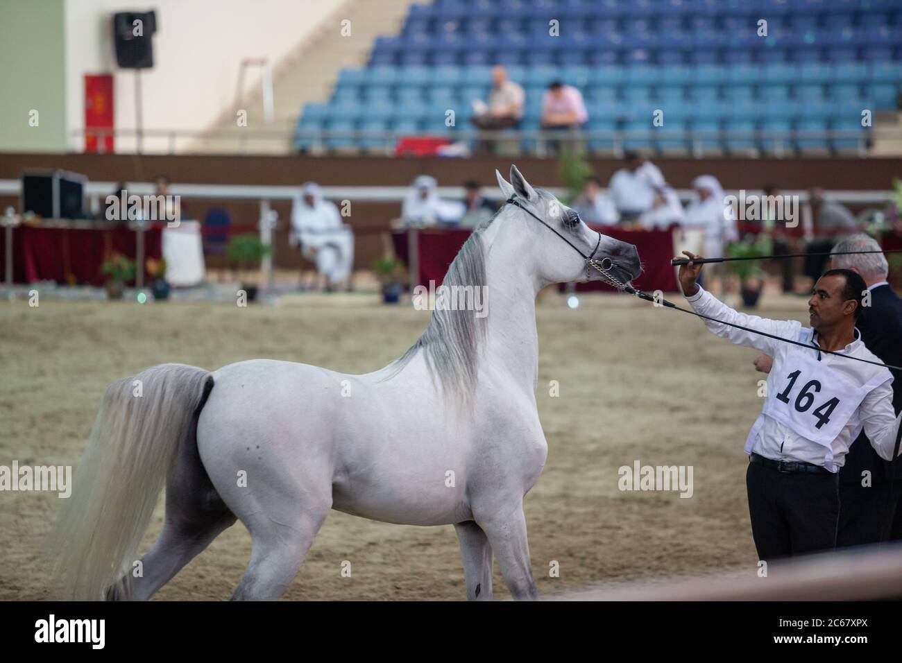 Arabian Horse Show at Qatar Equestrian Federation, Doha. Arabian Horses ...