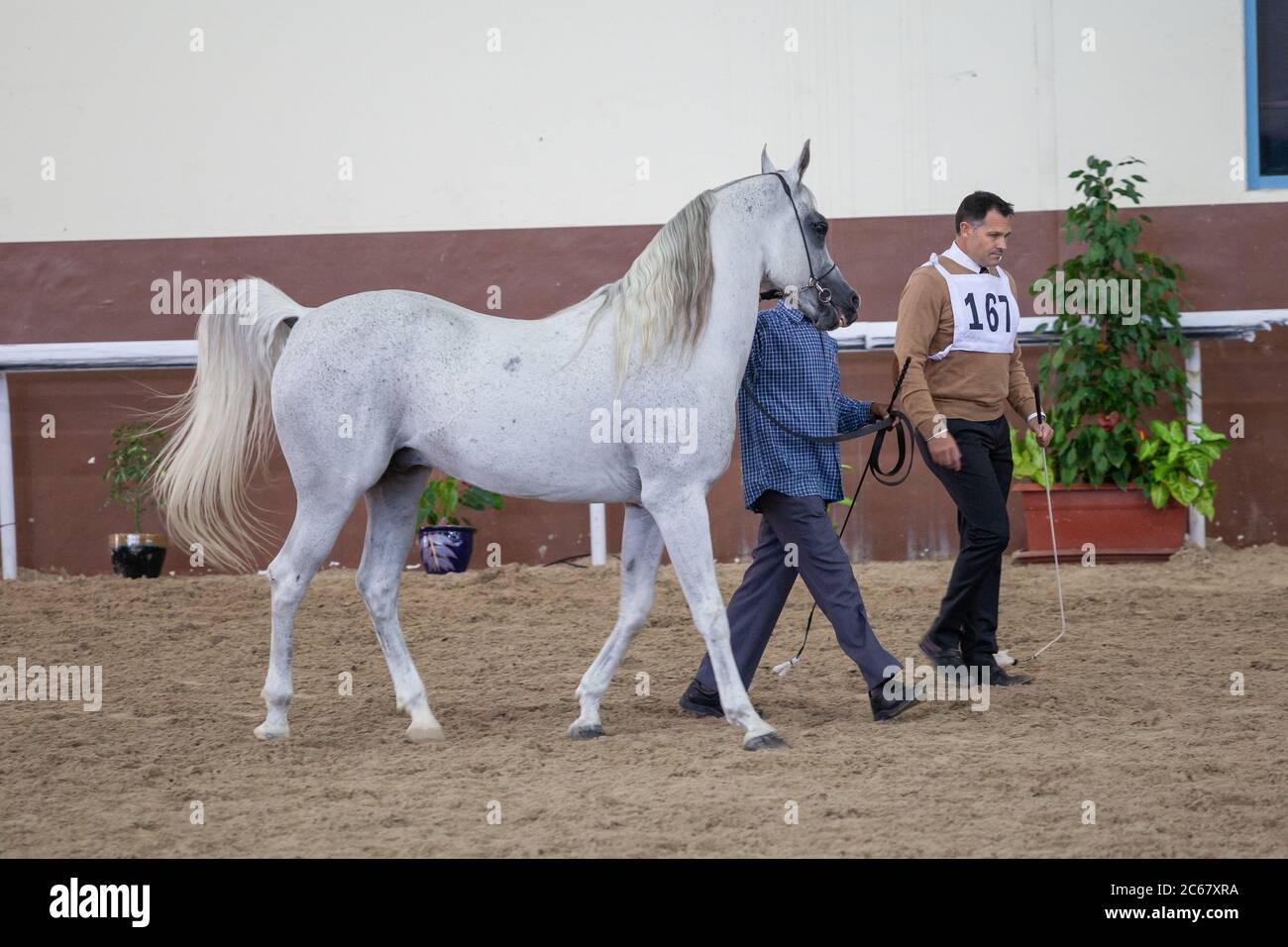 Arabian Horse Show at Qatar Equestrian Federation, Doha. Arabian Horses ...