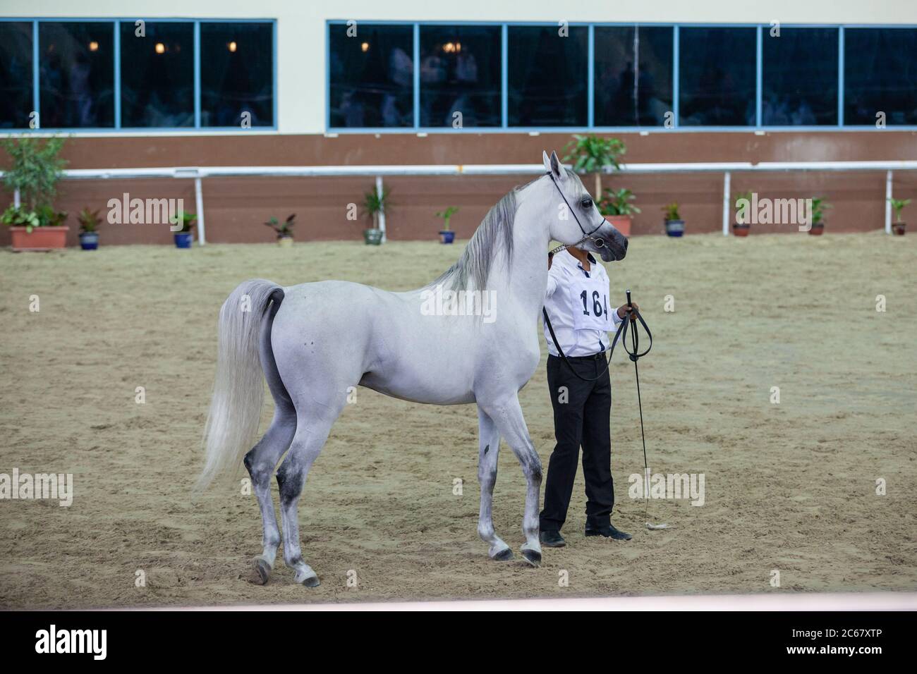 Arabian Horse Show at Qatar Equestrian Federation, Doha. Arabian Horses ...