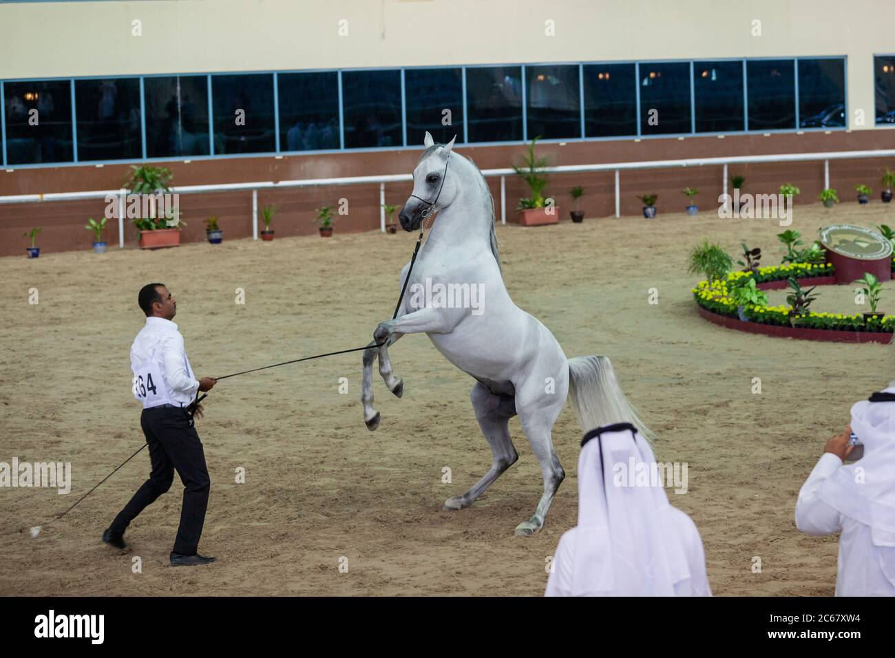 2014 Arabian Horse Show at Qatar Equestrian Federation, Doha. Arabian ...