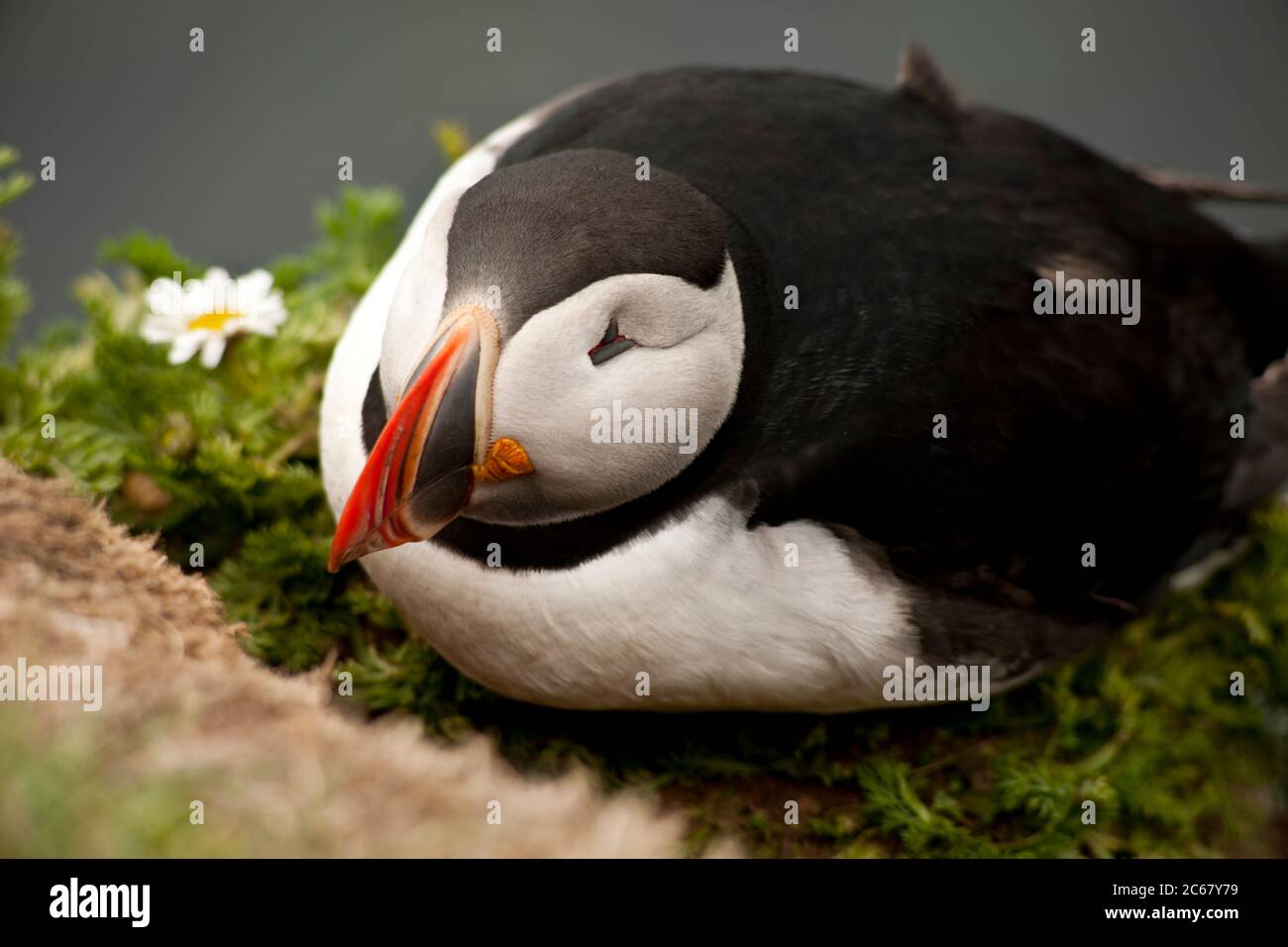 Icelandic seabirds hi-res stock photography and images - Alamy