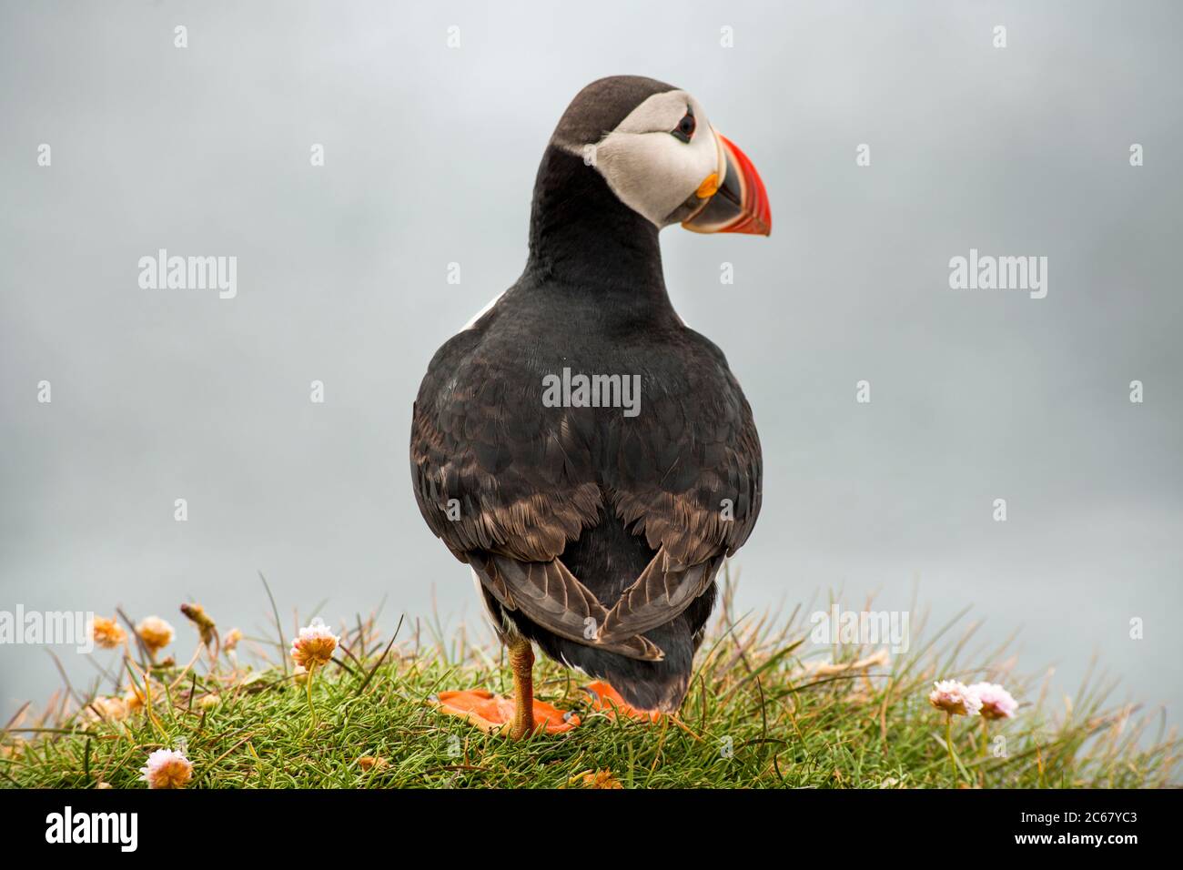 Icelandic seabirds hi-res stock photography and images - Alamy