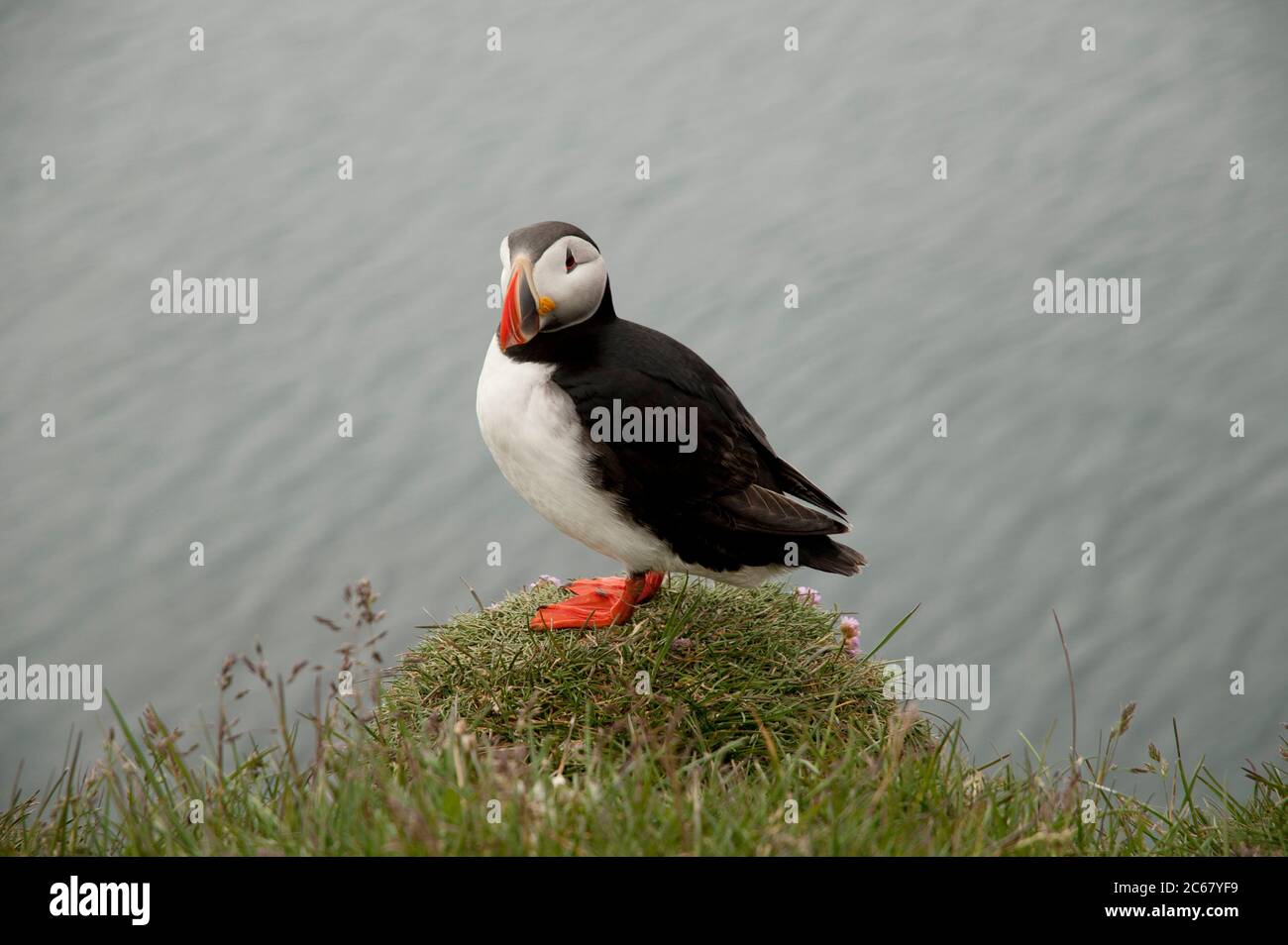 Icelandic seabirds hi-res stock photography and images - Alamy