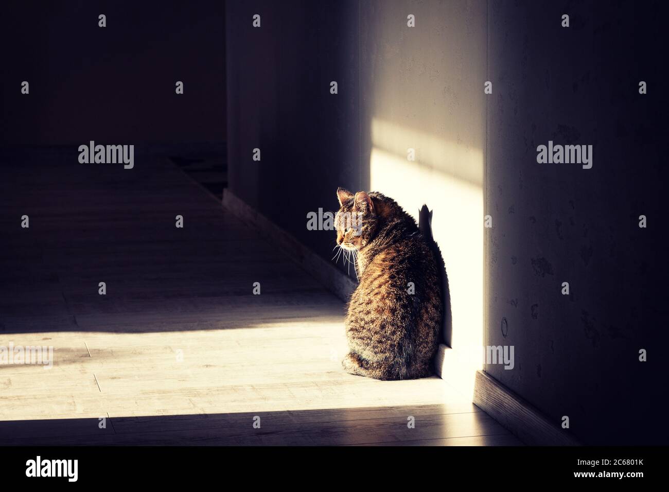 High Contrast Cat Photography