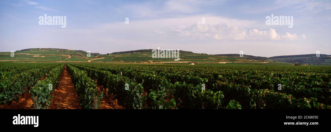 Beaune France Vineyard High Resolution Stock Photography and Images - Alamy