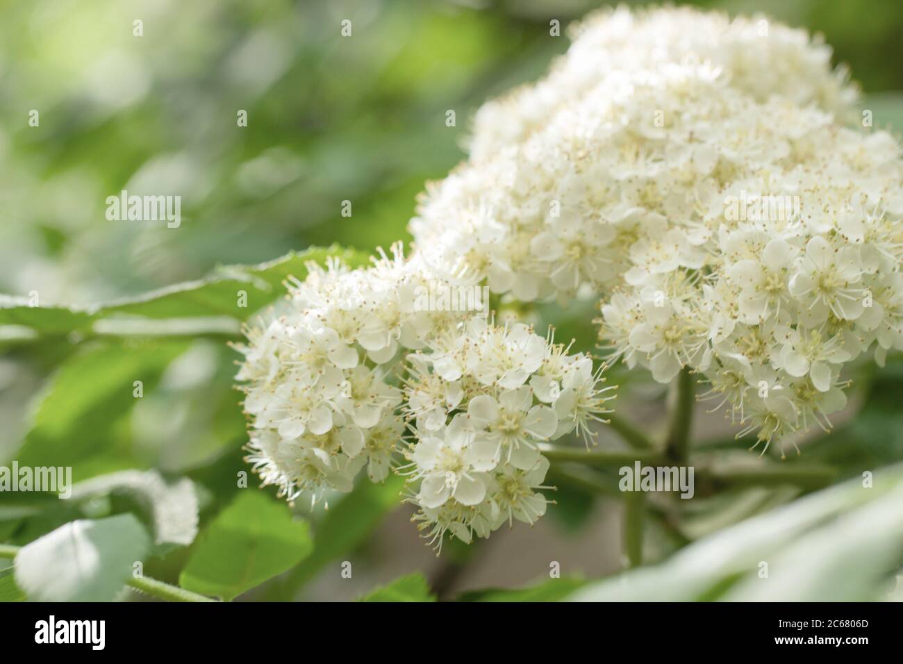 Sorbus aucuparia - Flowers rowan. lowering rowan in spring time. White ...
