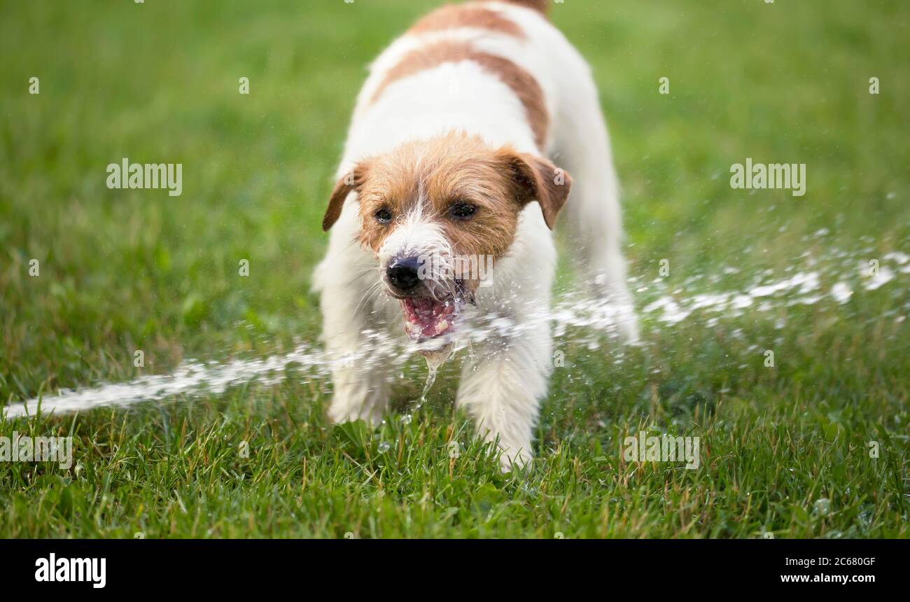 Wet happy jack russell terrier pet dog puppy playing and drinking water ...