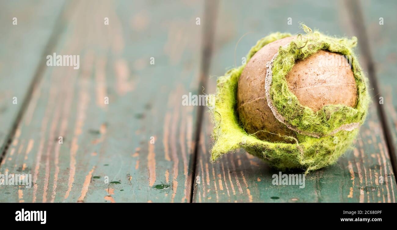 Chewed old used dirty green tennis ball on wooden background. Web ...