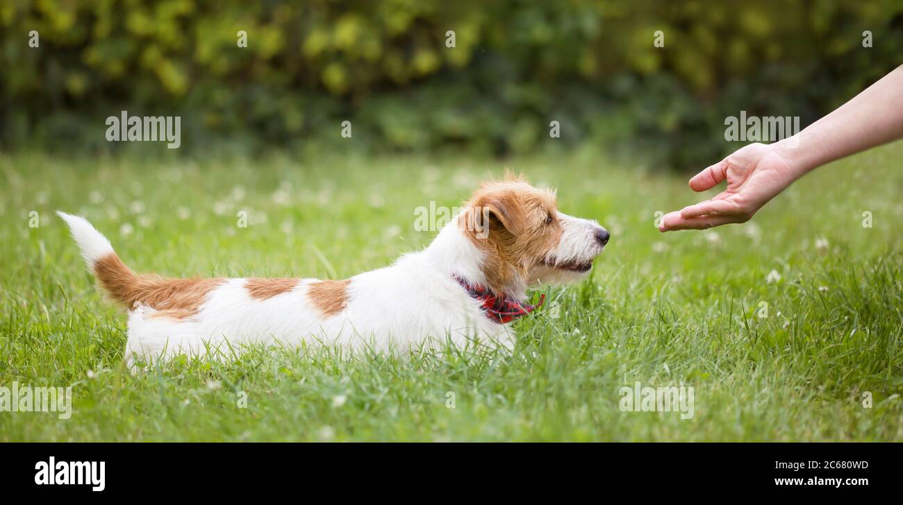 Small jack russell terrier dog and hand, pet and human connection ...