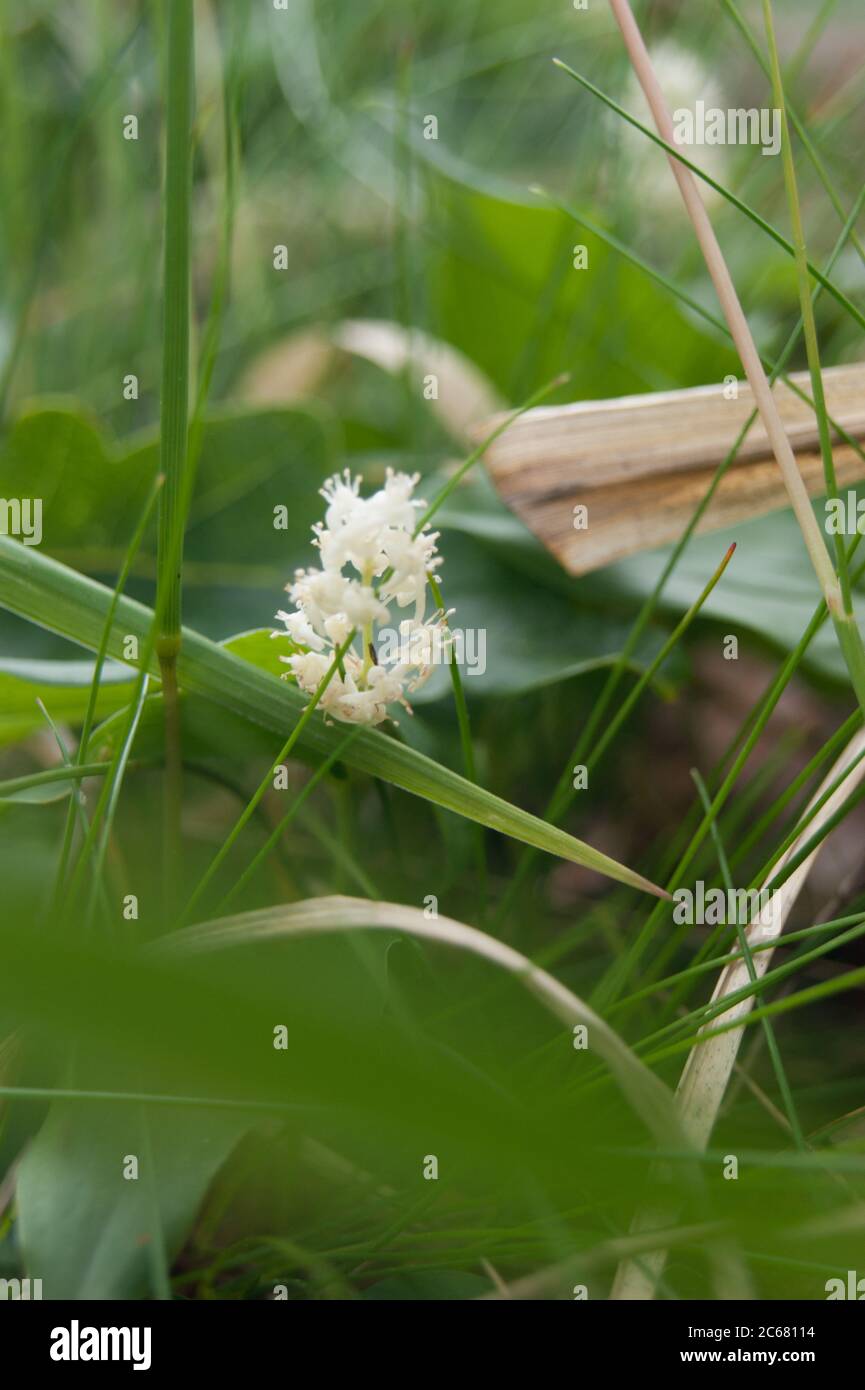 Maianthemum bifolium false lily of the valley Stock Photo - Alamy