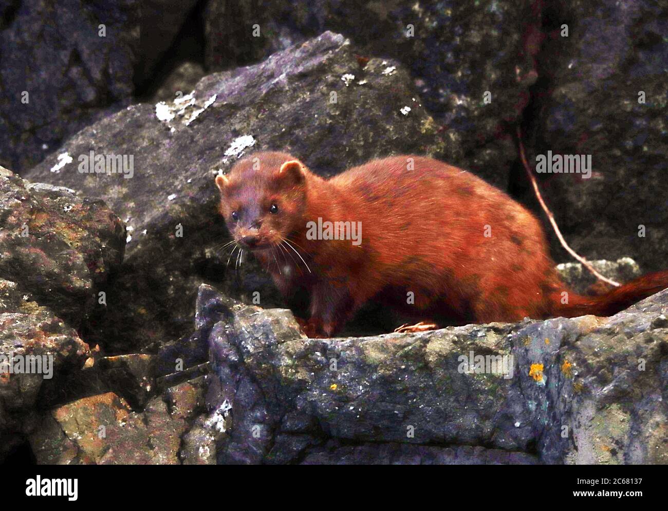 Mink island hi-res stock photography and images - Alamy