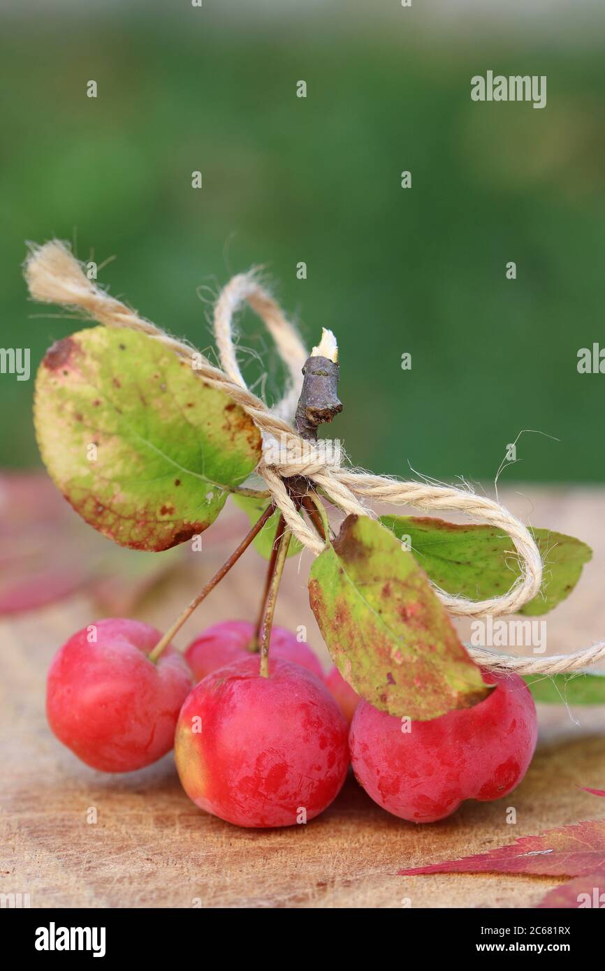 red crab apples macro Stock Photo - Alamy