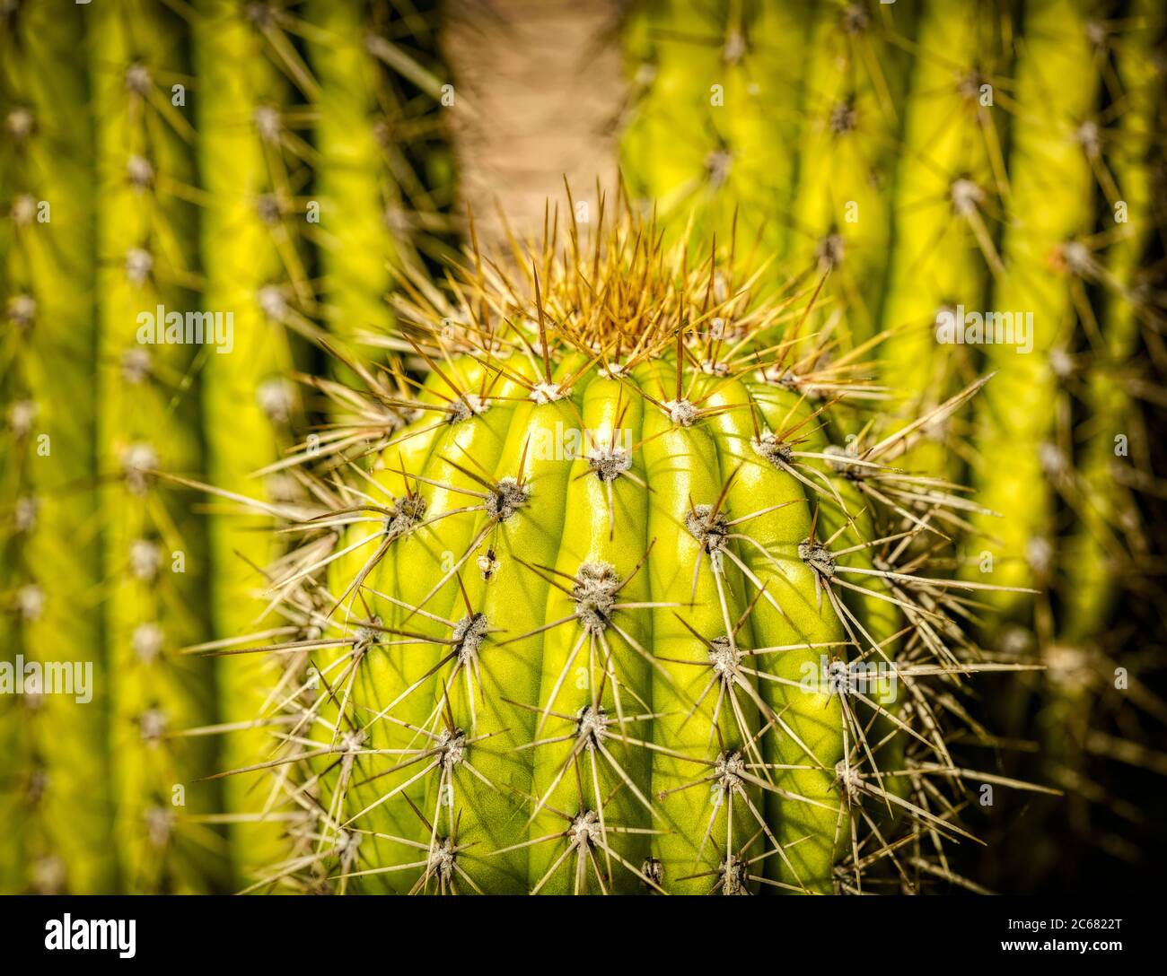 Beauty of thorns hi-res stock photography and images - Alamy