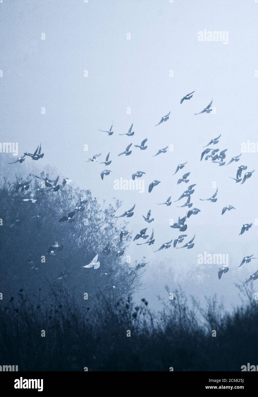 flock of birds flying on a misty morning Stock Photo - Alamy
