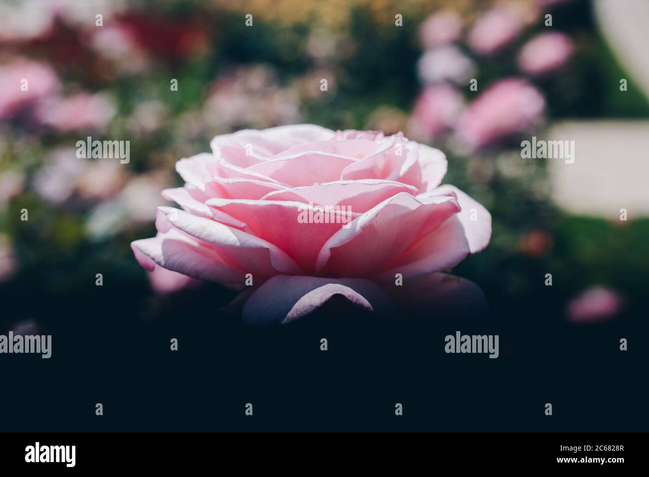 Blooming beautiful colorful rose in garden nature background Stock ...