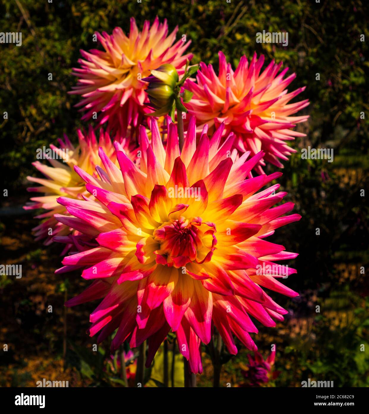Focus on bloom hi-res stock photography and images - Alamy