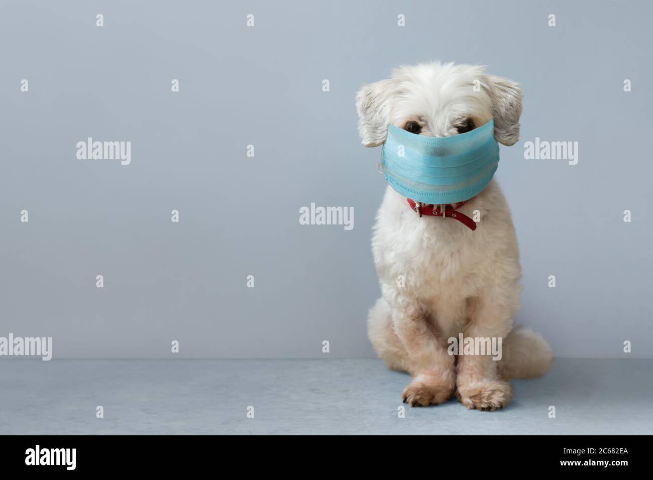 Dog with surgical mask hi-res stock photography and images - Alamy
