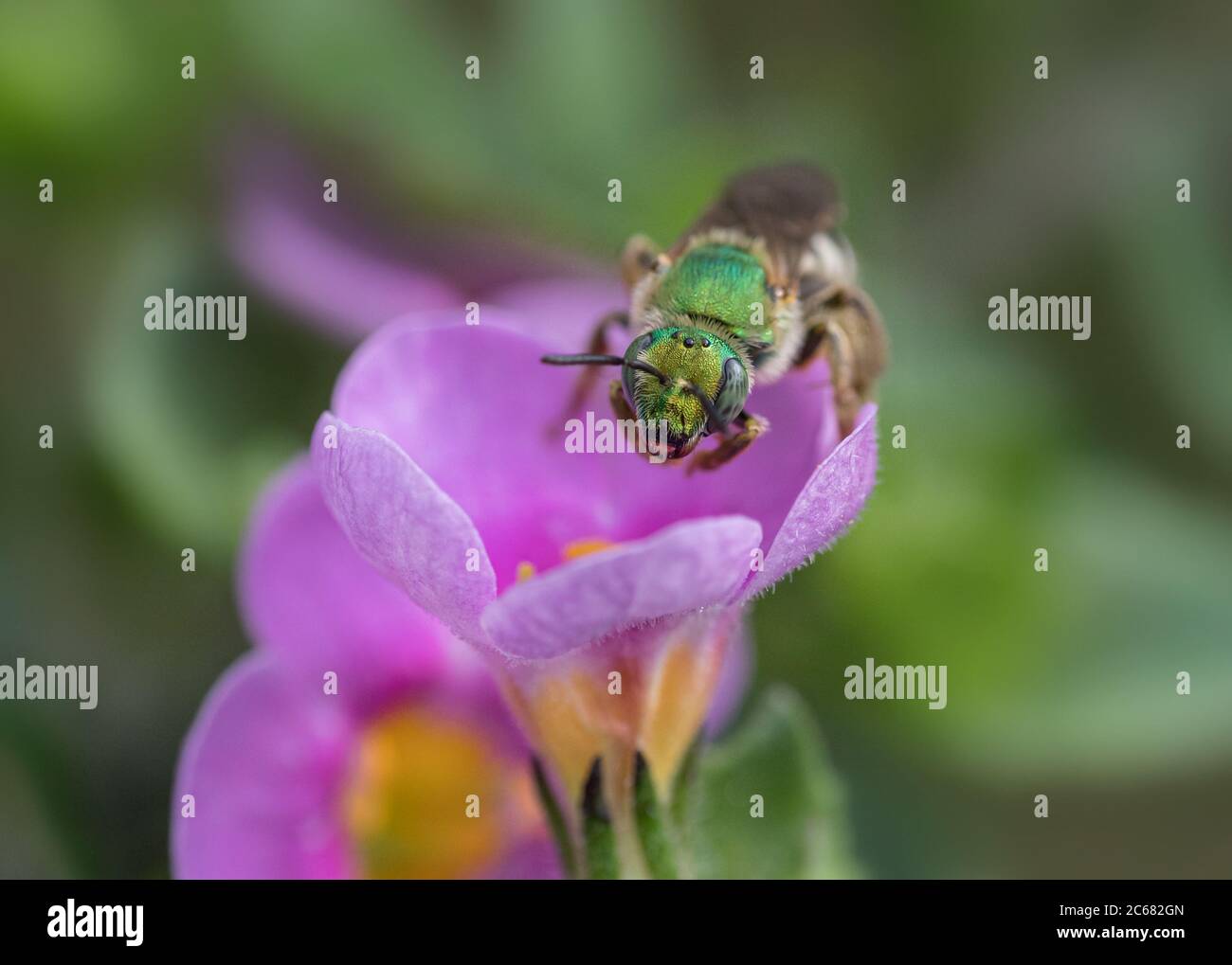 Honey bee wildflower usa hi-res stock photography and images - Alamy